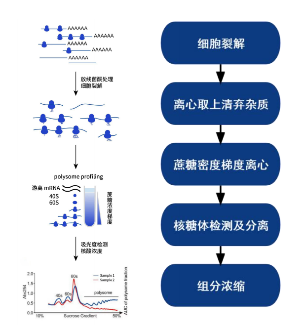 Polysome-seq(测序) | 多聚核糖体表达谱分析 | 价格 | 服务 | 公司_吉赛生物