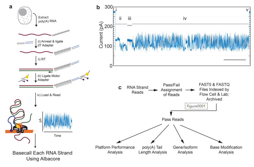 Direct RNA测序_吉赛生物