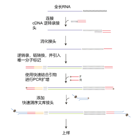 Nanopore cDNA-PCR测序_吉赛生物