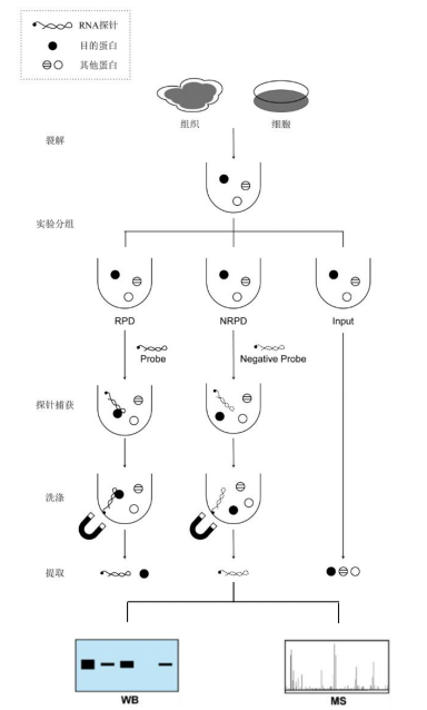 试剂产品 | 分子互作 | RNA pull-down试剂盒_吉赛生物