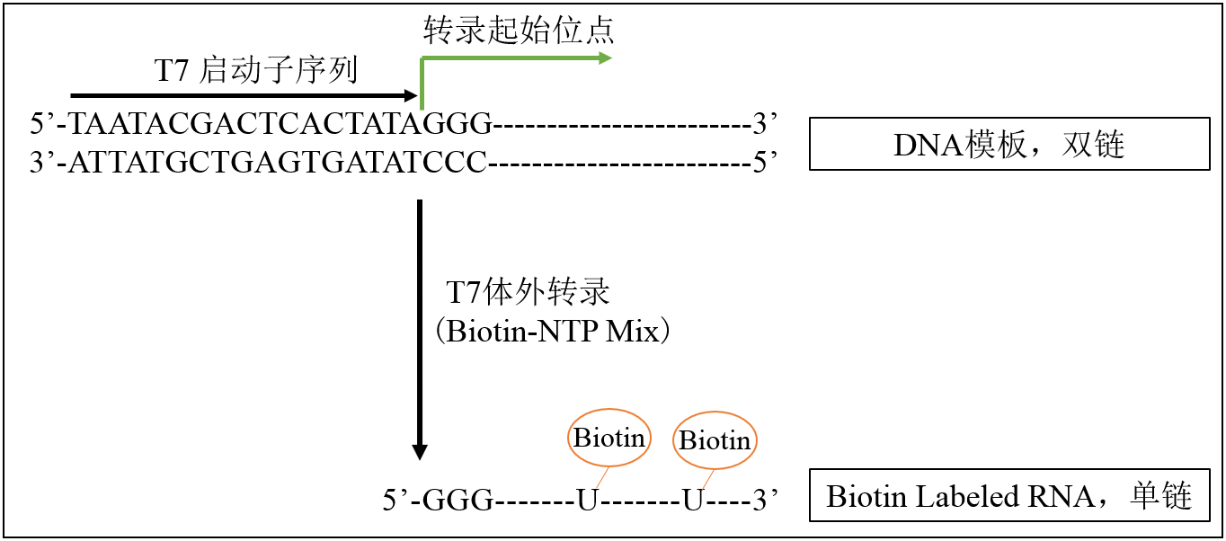 GENESEED® T7 Biotin Labeled RNA Synthesis Kit - Kingpharm Technology