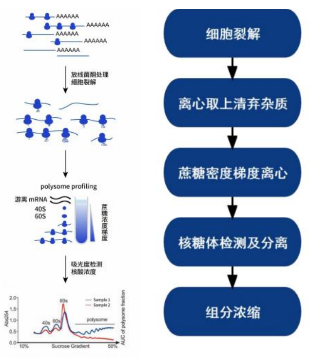 polysome profiling(多聚核糖体分析技术)实验 | polysome profiling Seq测序 | 吉赛生物_吉赛生物